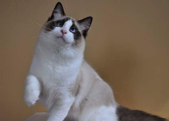 Our Ragdoll King Cat in Mississippi- Mystic Ragdolls