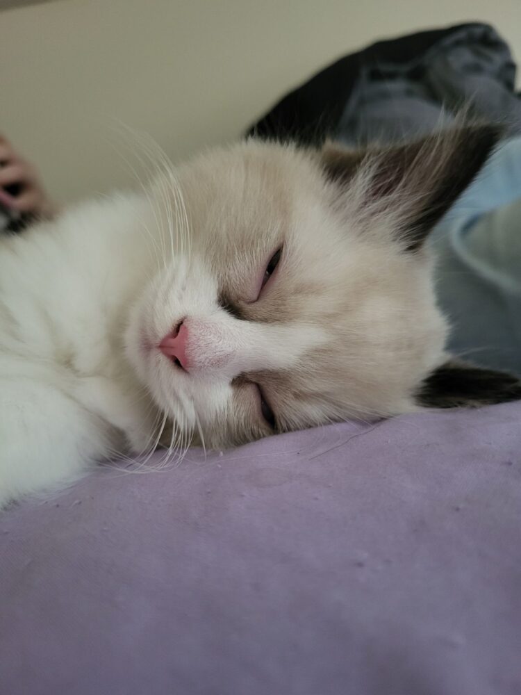 Available Ragdoll Kittens in Mississippi - Mystic Ragdolls