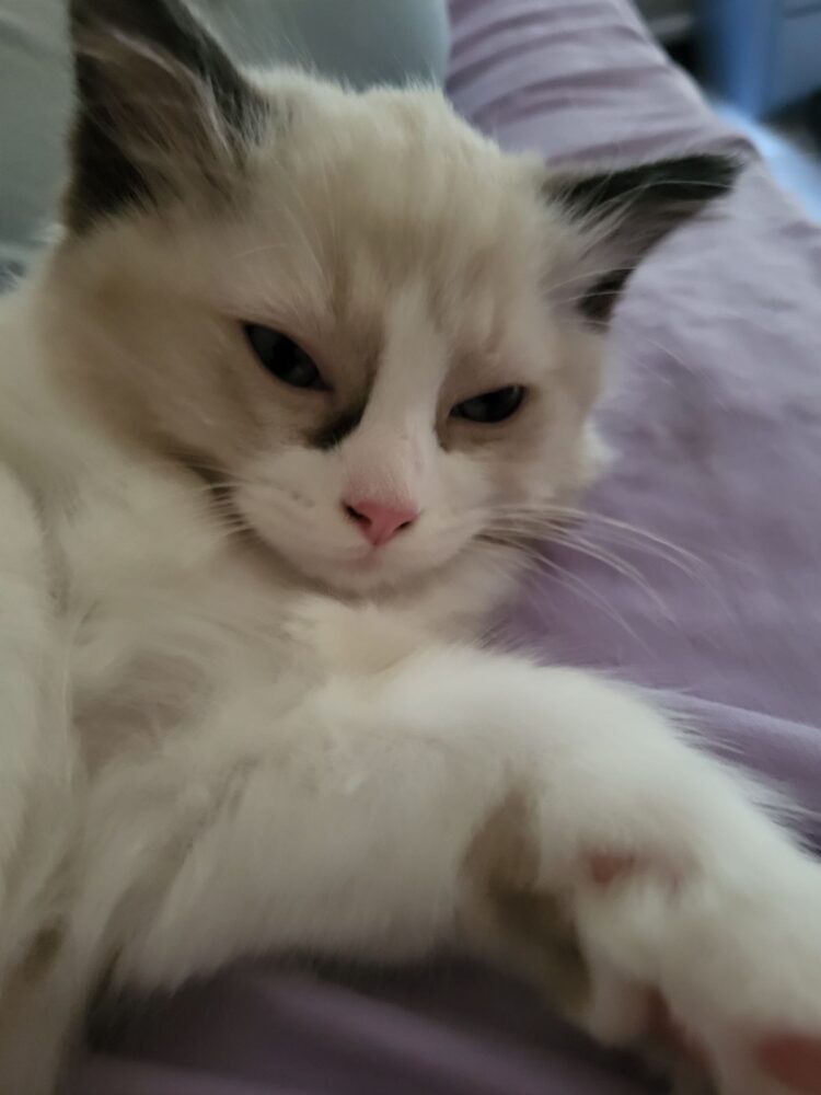 Available Ragdoll Kittens in Mississippi - Mystic Ragdolls