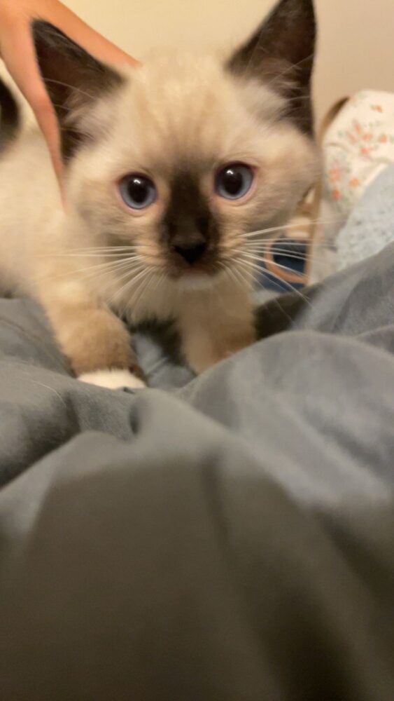 Available Ragdoll Kittens in Mississippi - Mystic Ragdolls